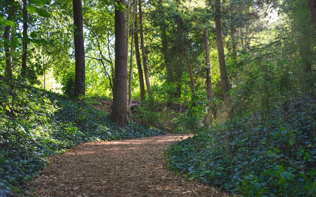 Bridle Path - A Neighbourhood Guide by SHANE