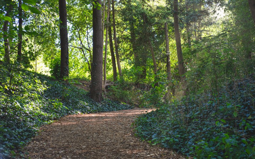 Bridle Path - A Neighbourhood Guide by SHANE